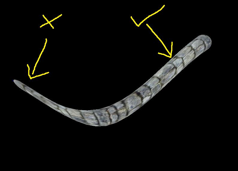 Solved: Parallel Transport Frame - Lofted polygon is constant uniform ...
